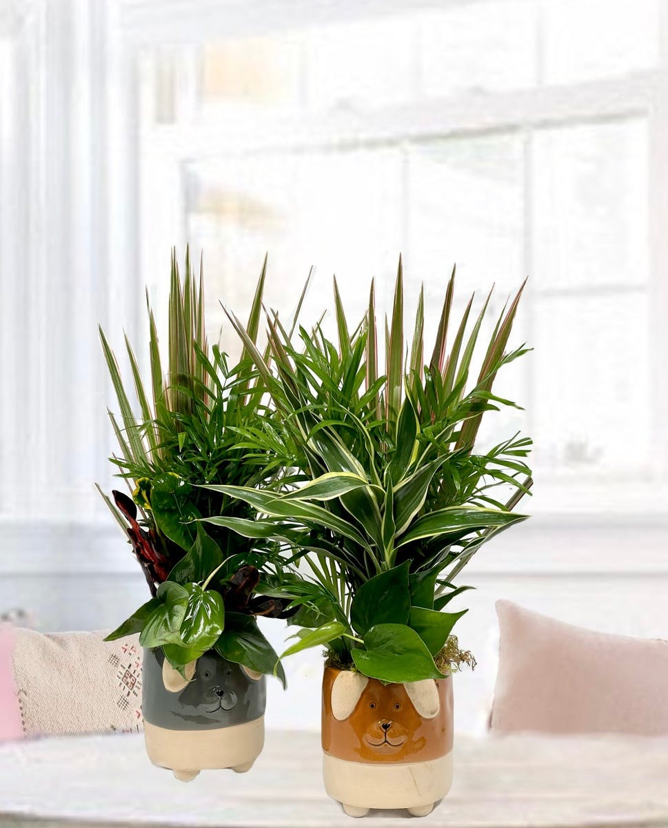 Tulsa Green Plant Delivery | Mary Murray's Tulsa Florist