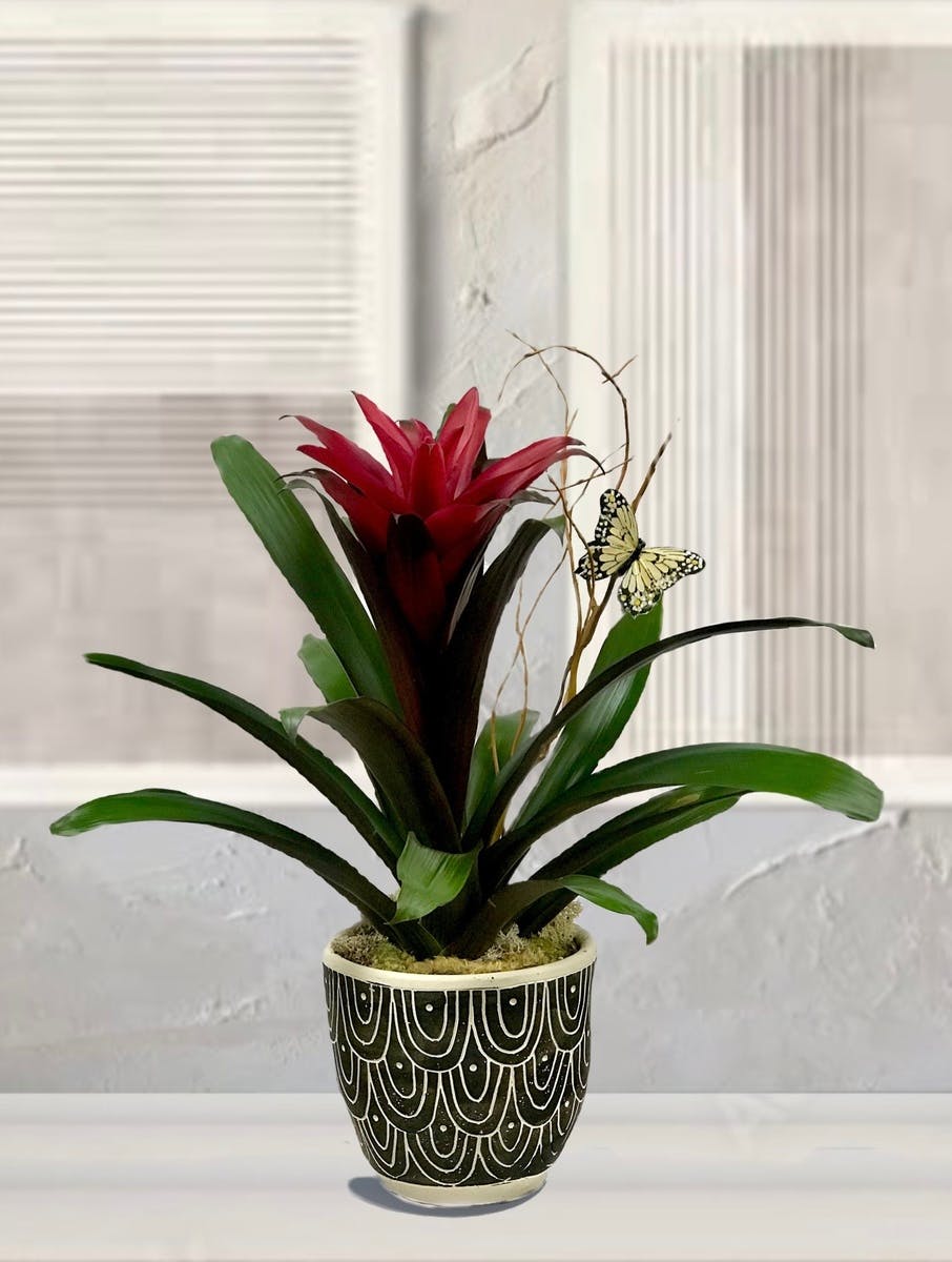 Tulsa Green Plant Delivery | Mary Murray's Tulsa Florist