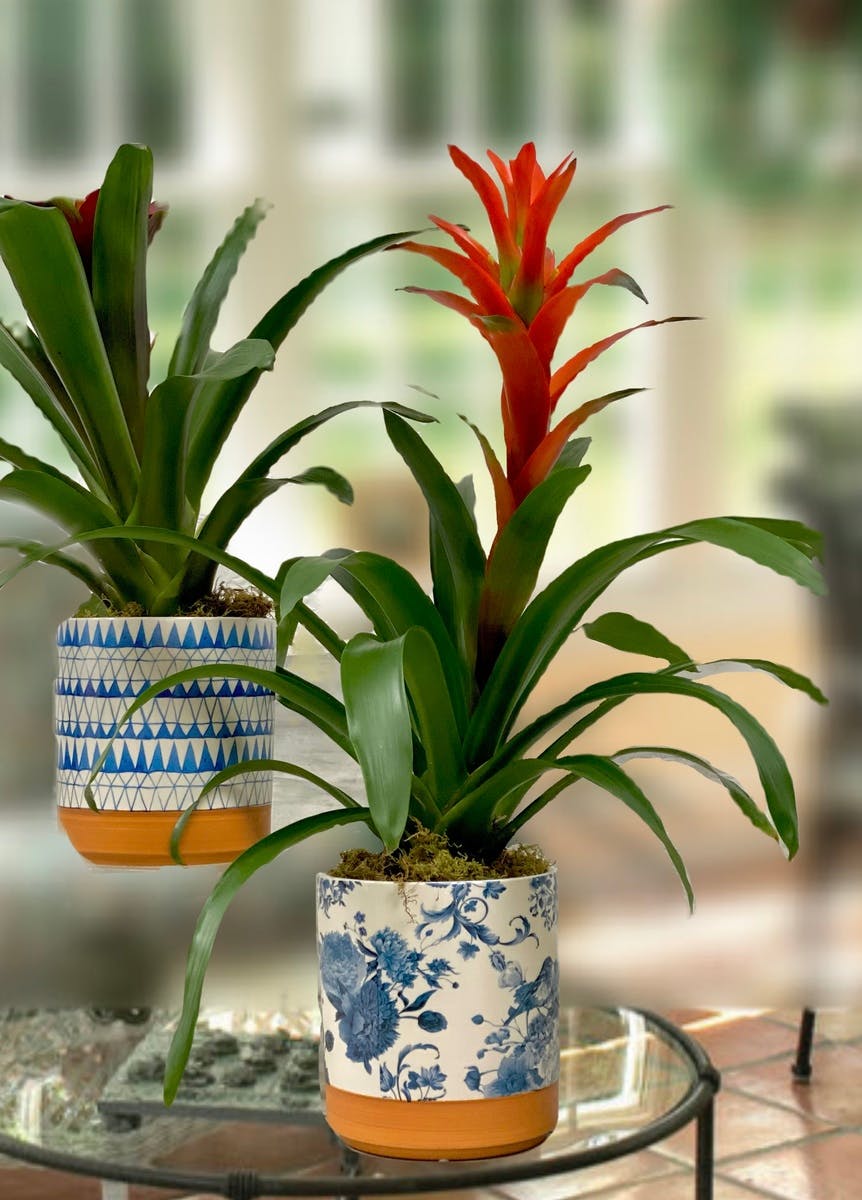 Tulsa Green Plant Delivery | Mary Murray's Tulsa Florist